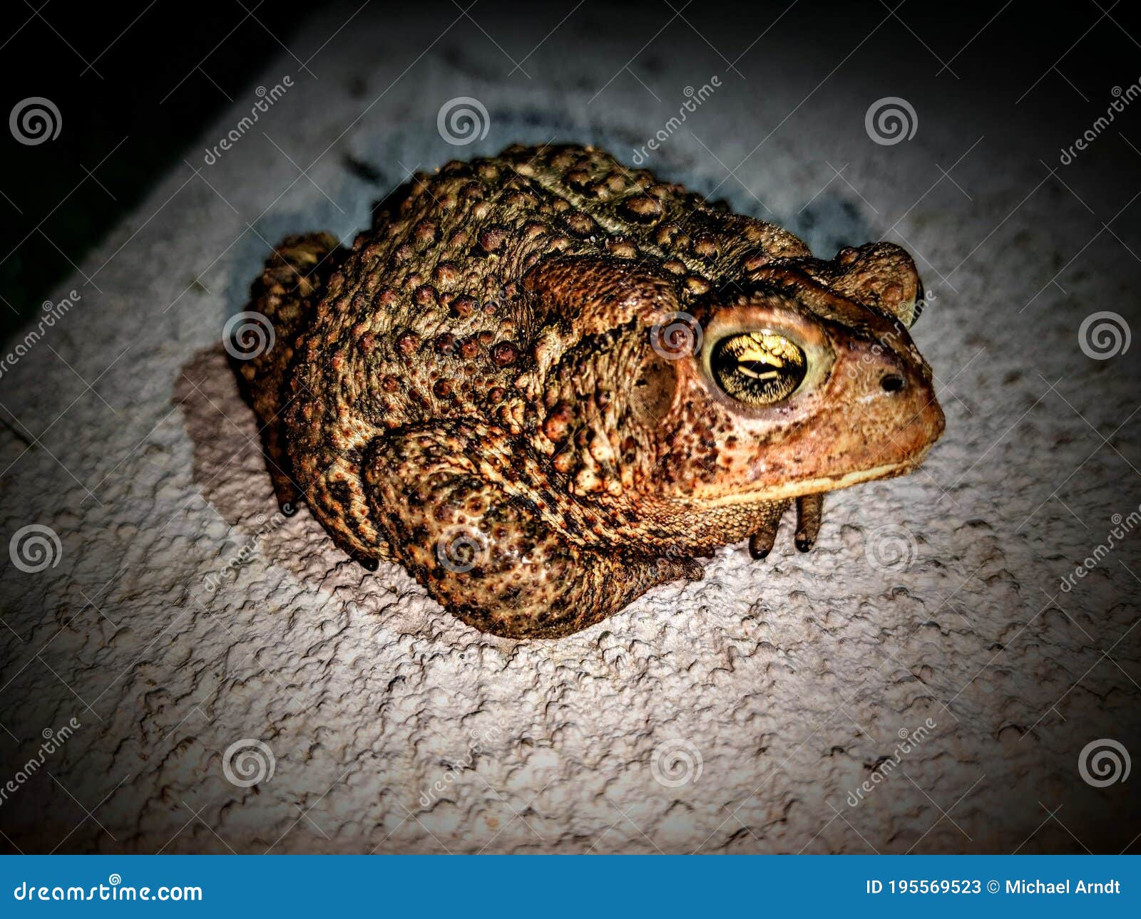 American Toad stock image. Image of frog, toad, american - 195569523