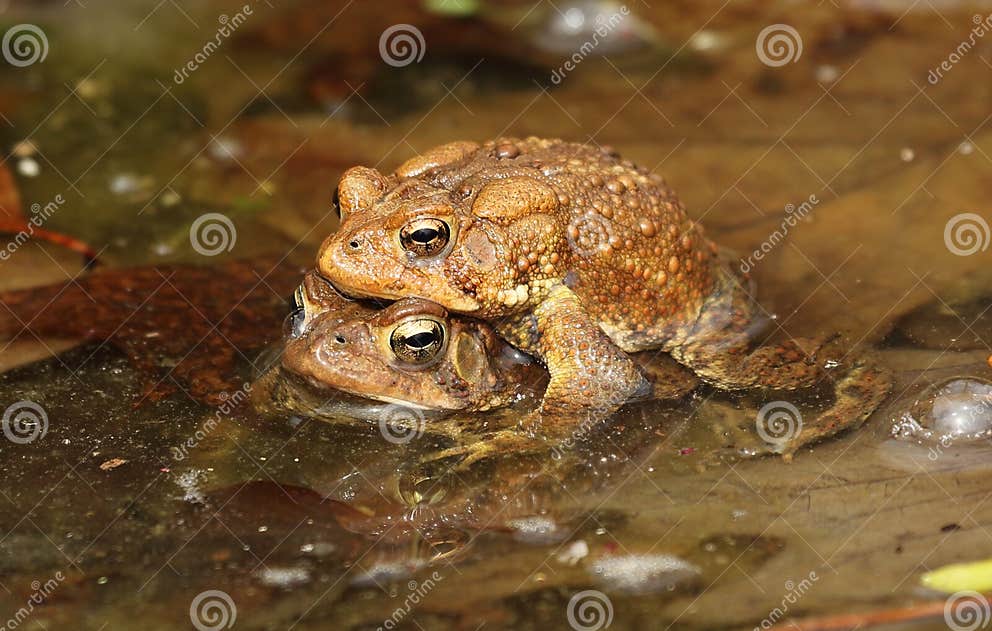 American toad amplexus stock image. Image of mating, male - 39844485