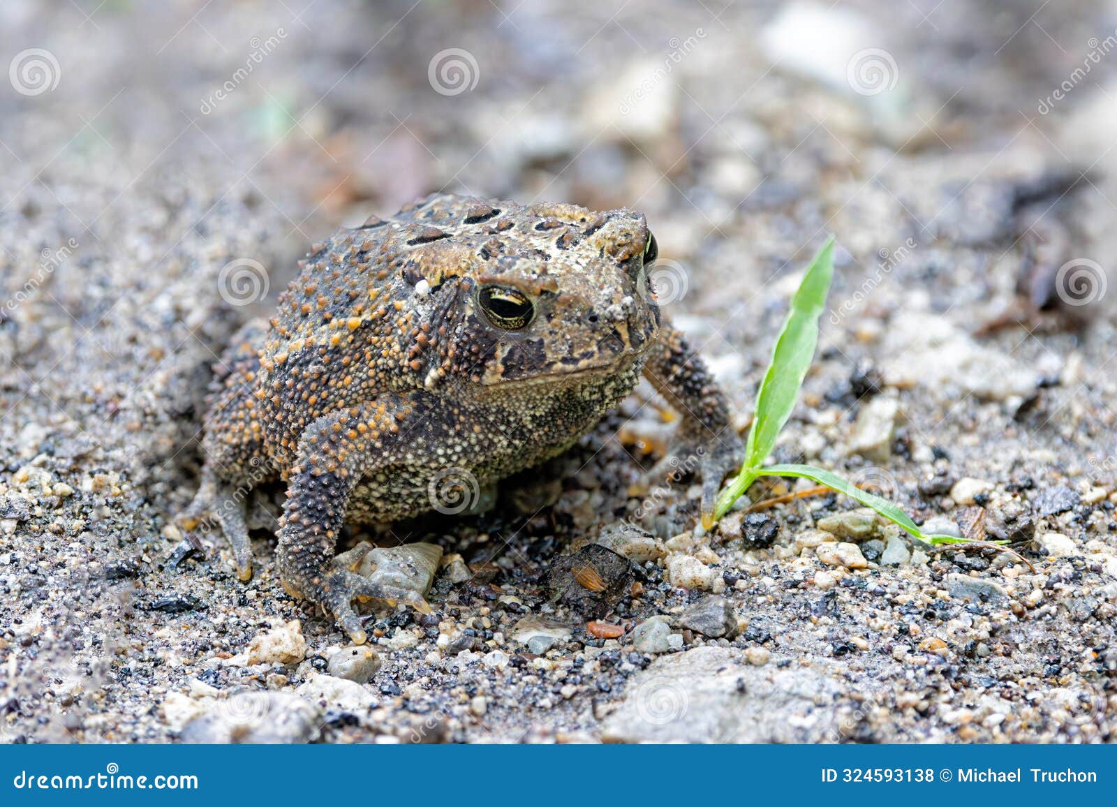 An American Toad Blends into a Gravel Path Stock Photo - Image of ...