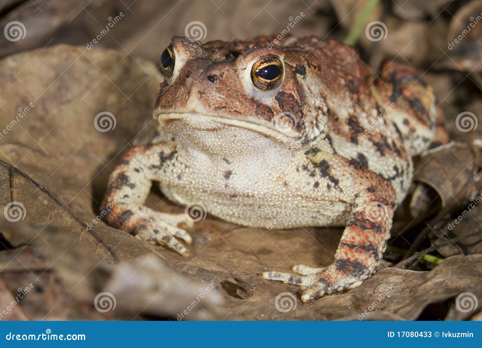 American Toad (Bufo Americanus). Stock Image - Image of animal, toad ...