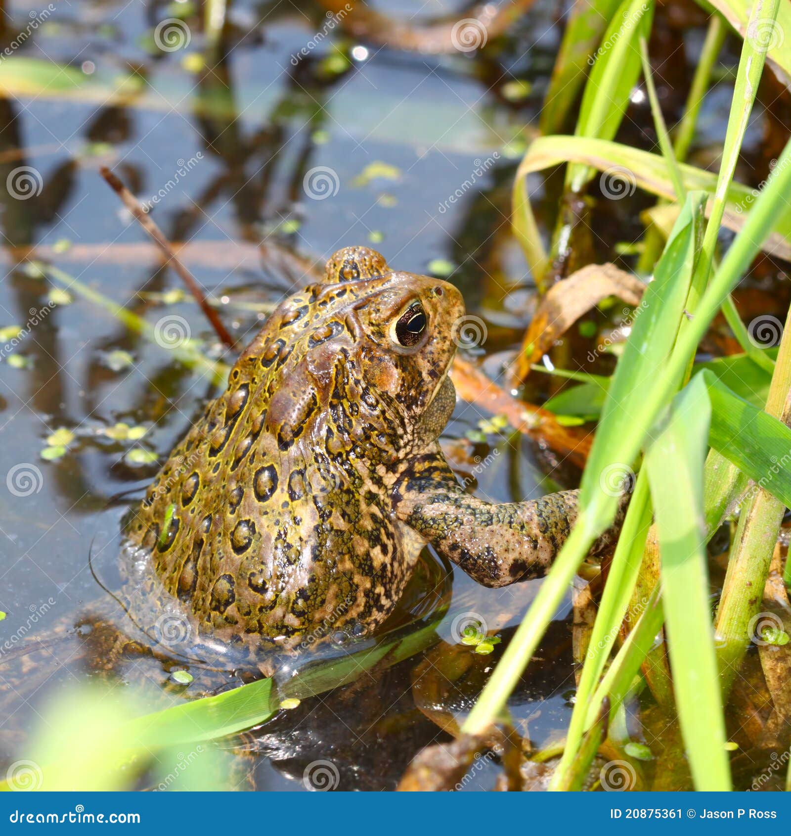 American Toad (Bufo Americanus) Stock Image - Image of organism, call ...