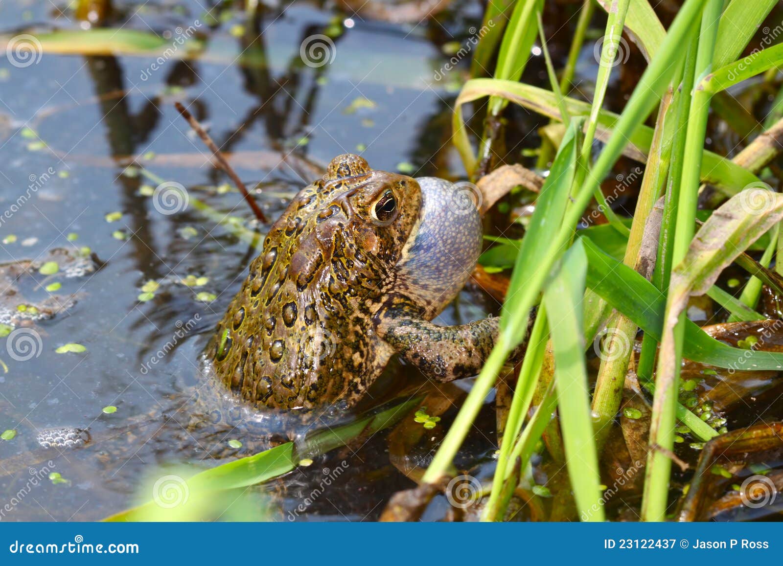American Toad (Bufo Americanus) Stock Image - Image of pouch, amphibian ...
