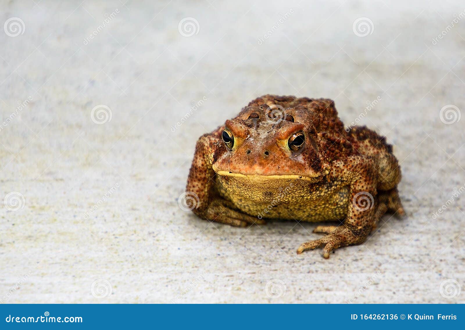 American Toad Close Up on Light Grey Background Stock Photo - Image of ...