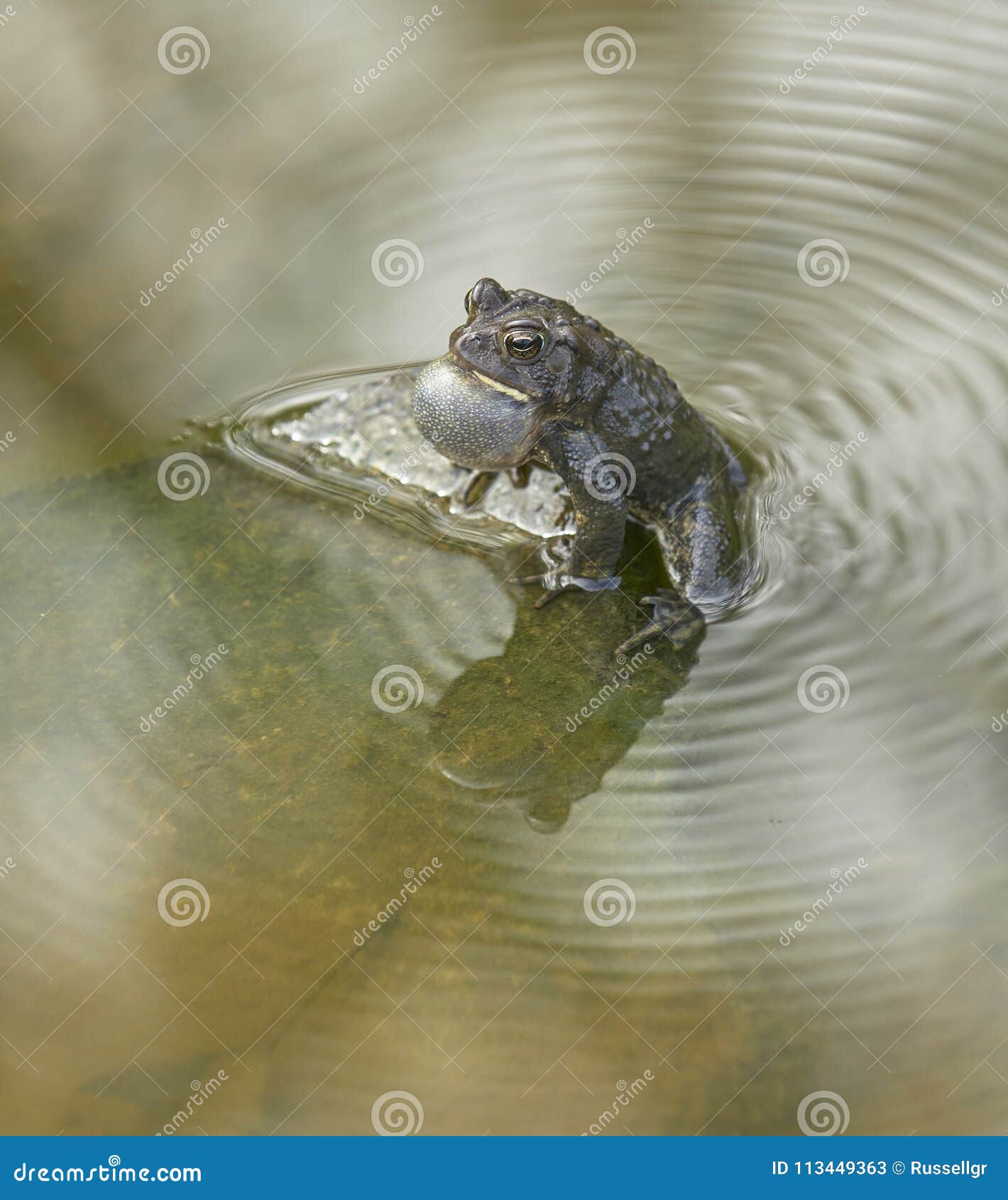 American toad croaking stock image. Image of nocturnal - 113449363