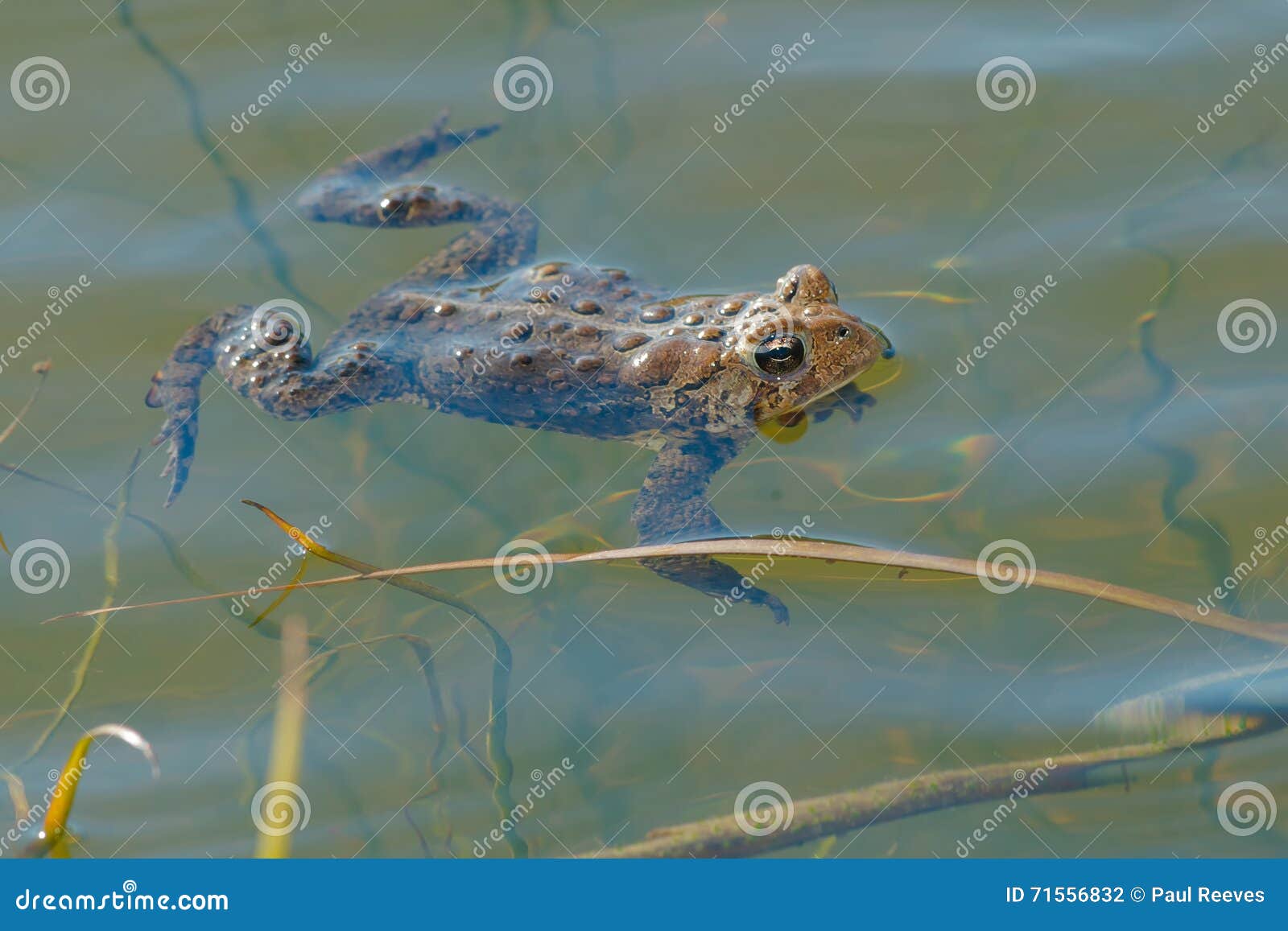 American Toad - Anaxyrus Americanus Stock Photo - Image of nature ...