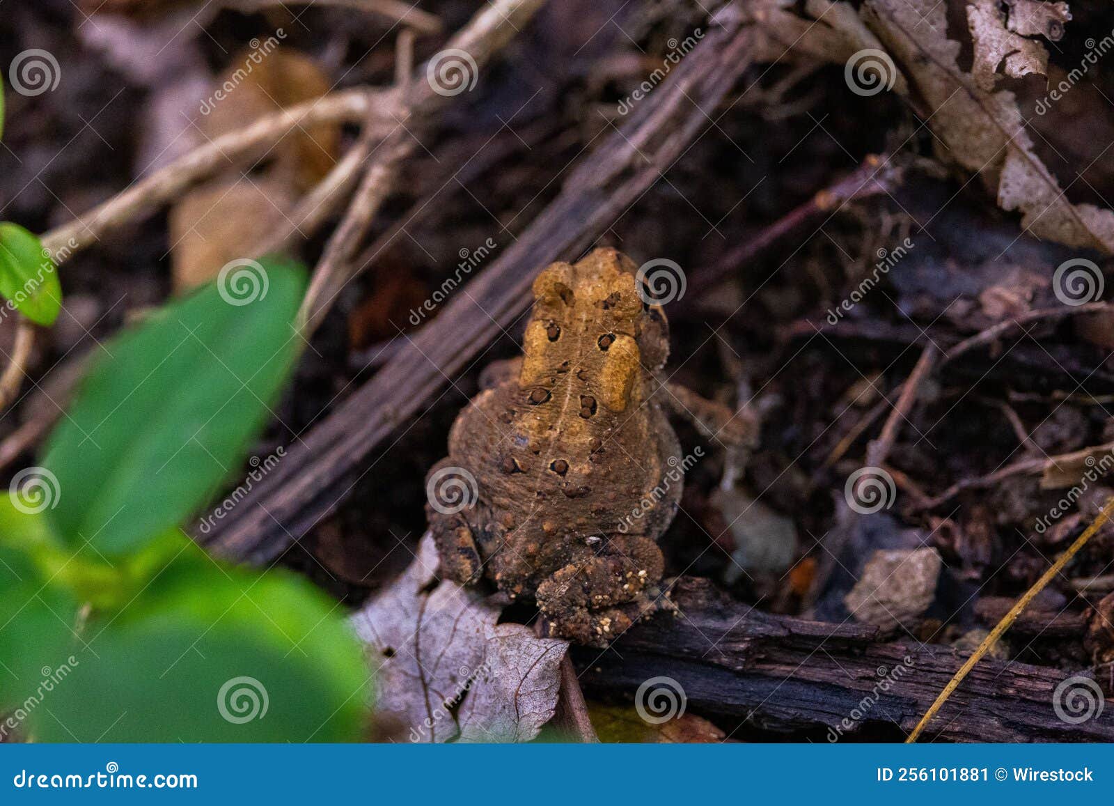 American Toad in the Forest Stock Image - Image of small, camouflage ...