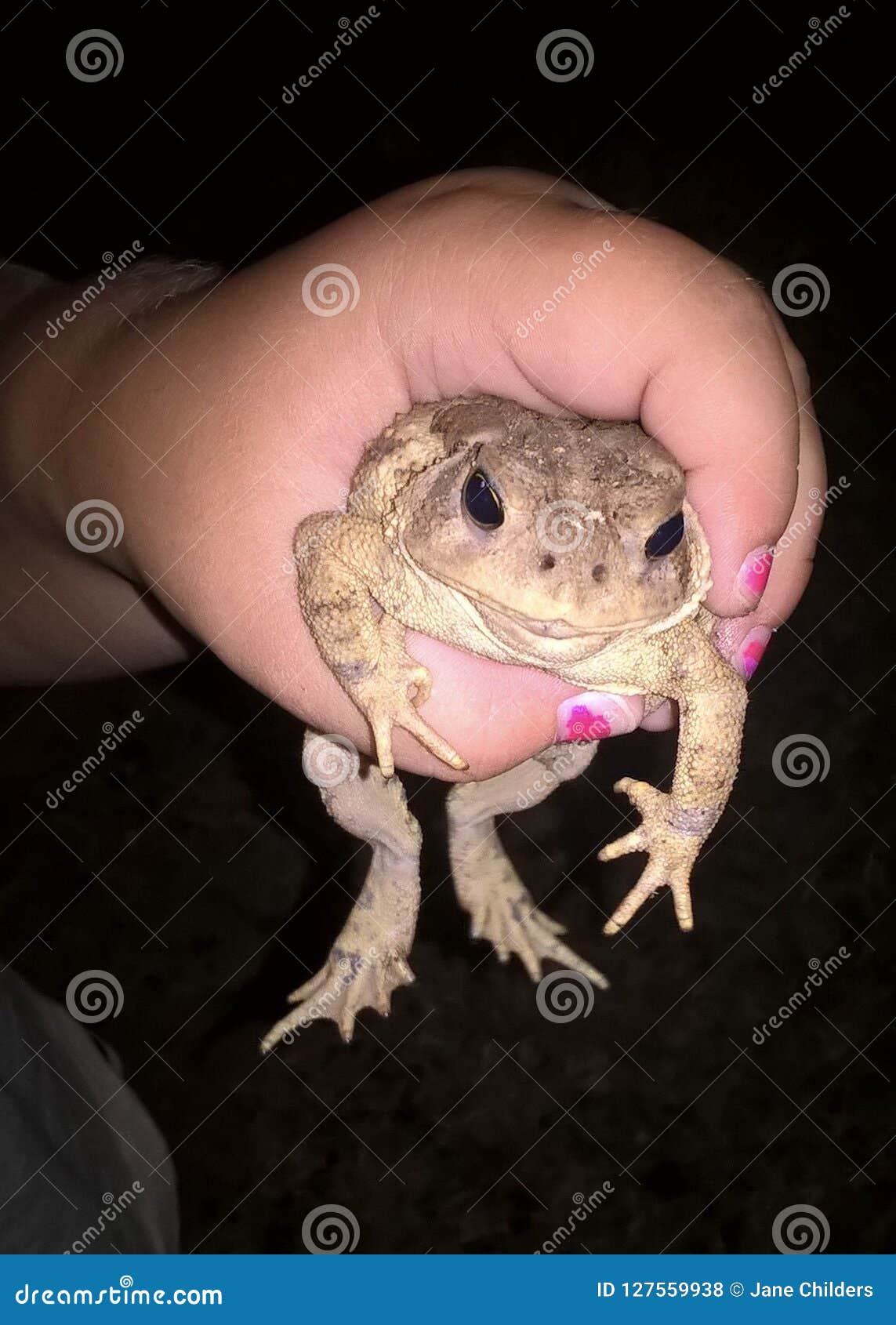 American Toad Frog stock photo. Image of common, caring - 127559938