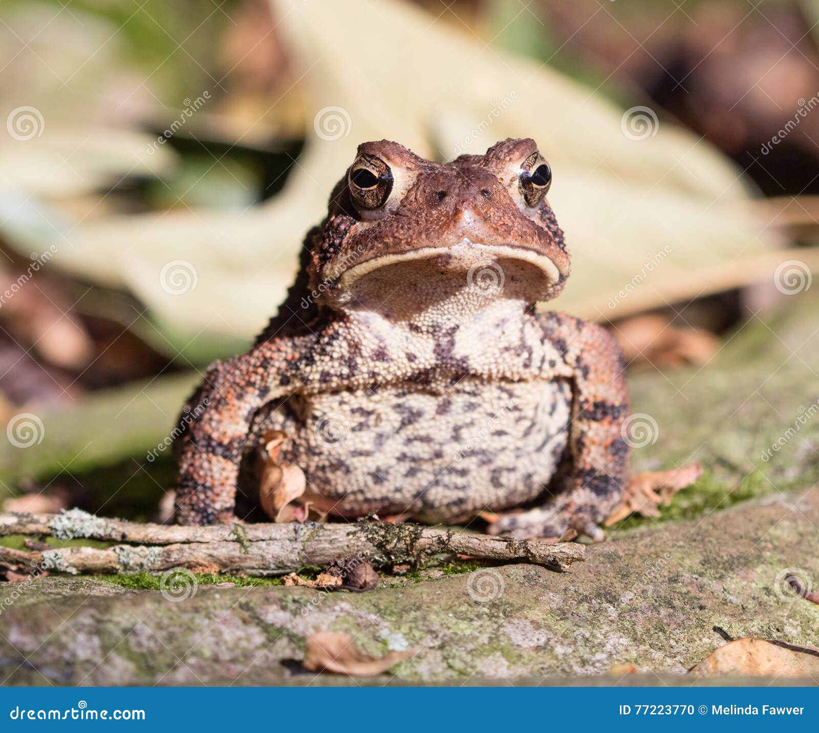 American Toad Tadpoles Stock Photography | CartoonDealer.com #40980314