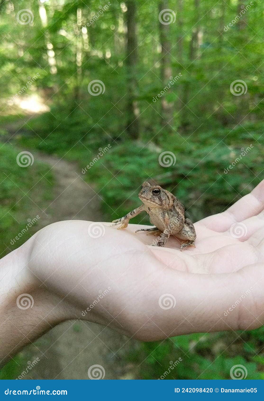 American toad in hand stock photo. Image of animal, hand - 242098420