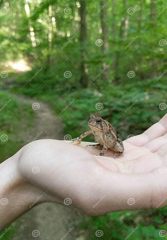 American toad in hand stock photo. Image of animal, hand - 242098420