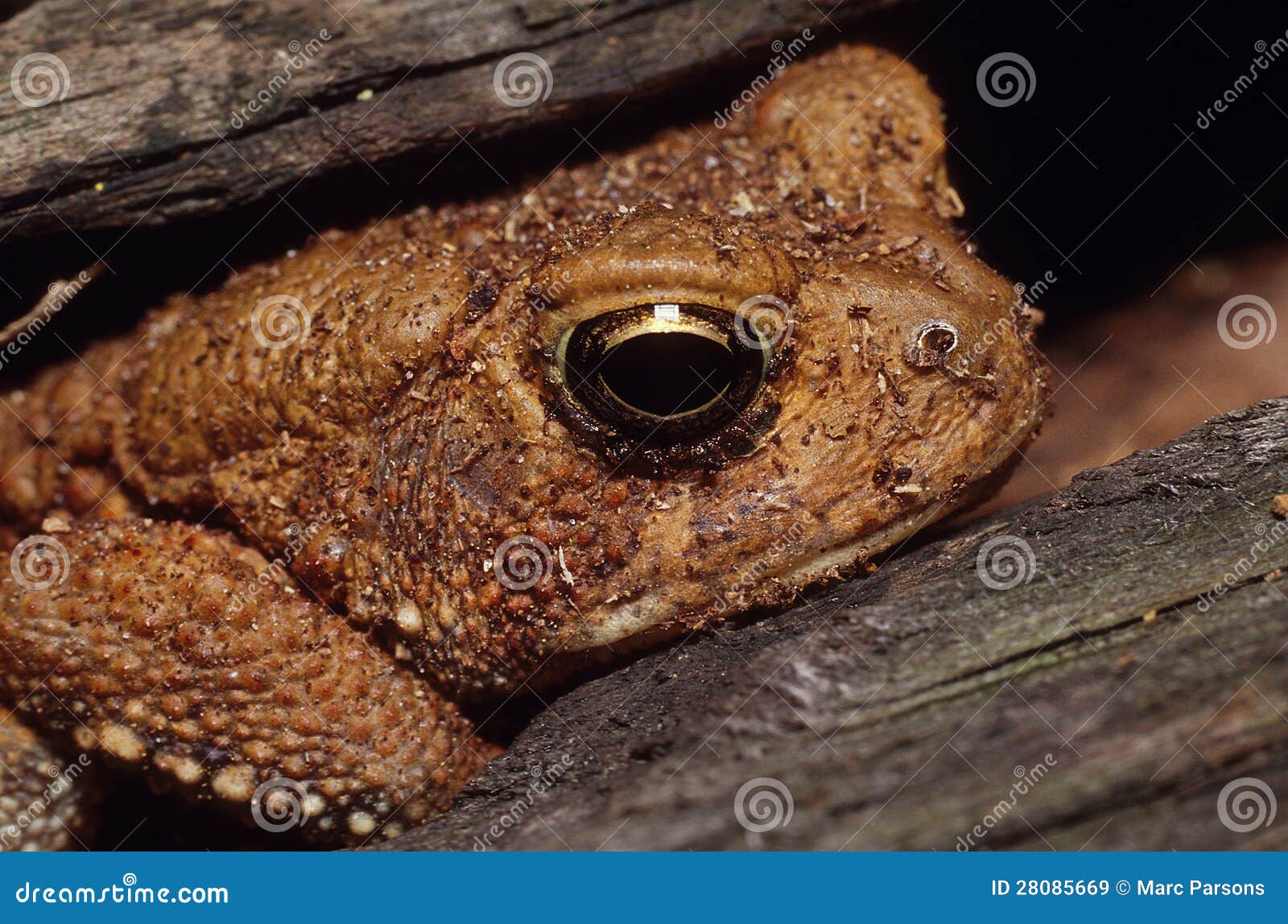 American Toad in Log Portrait Stock Image - Image of hiding, american ...