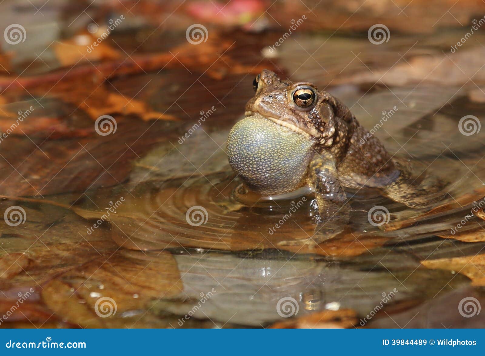 American toad stock image. Image of biodiversity, amphibian - 39844489