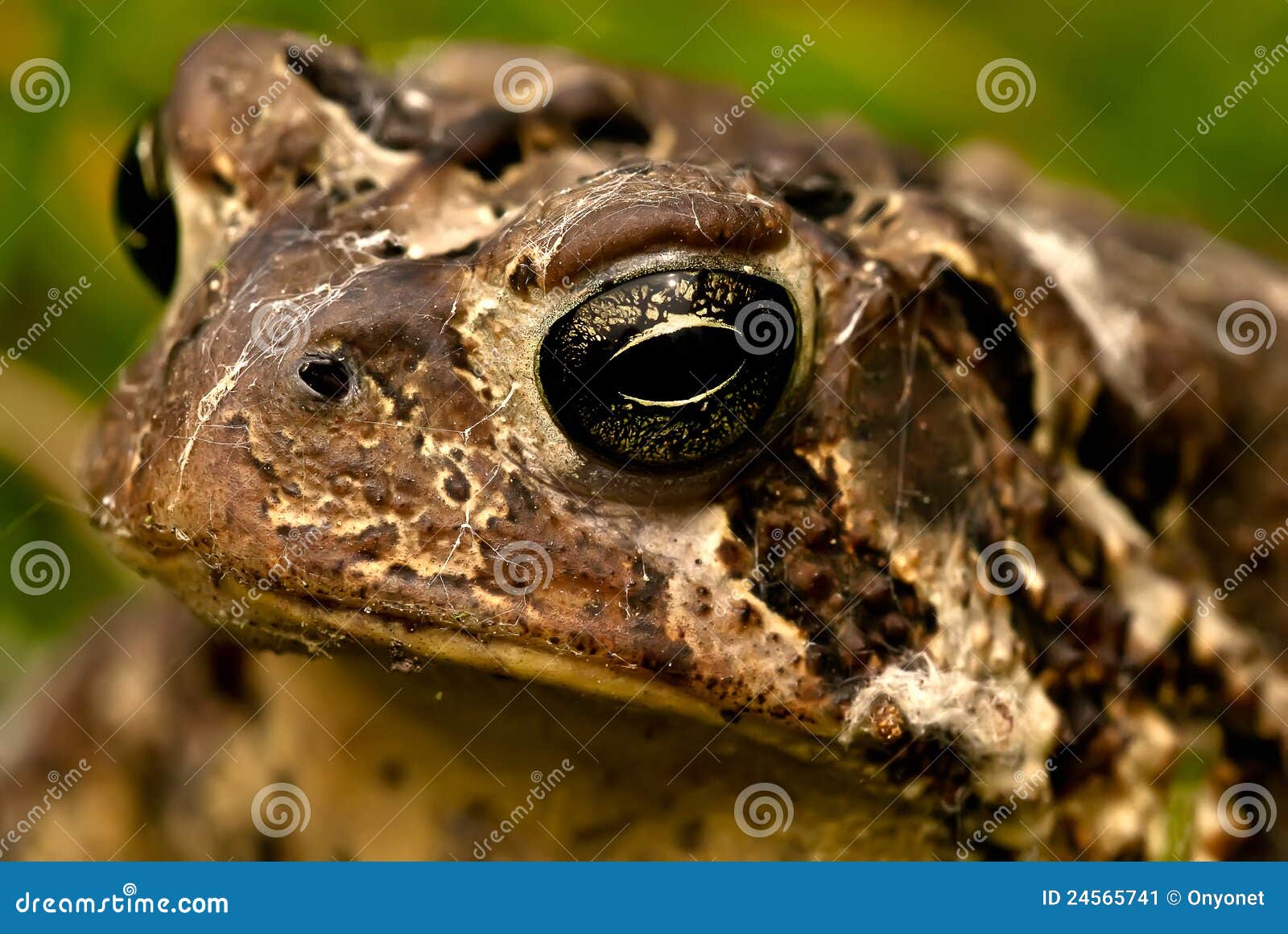 American Toad Portrait stock image. Image of warts, striped - 24565741
