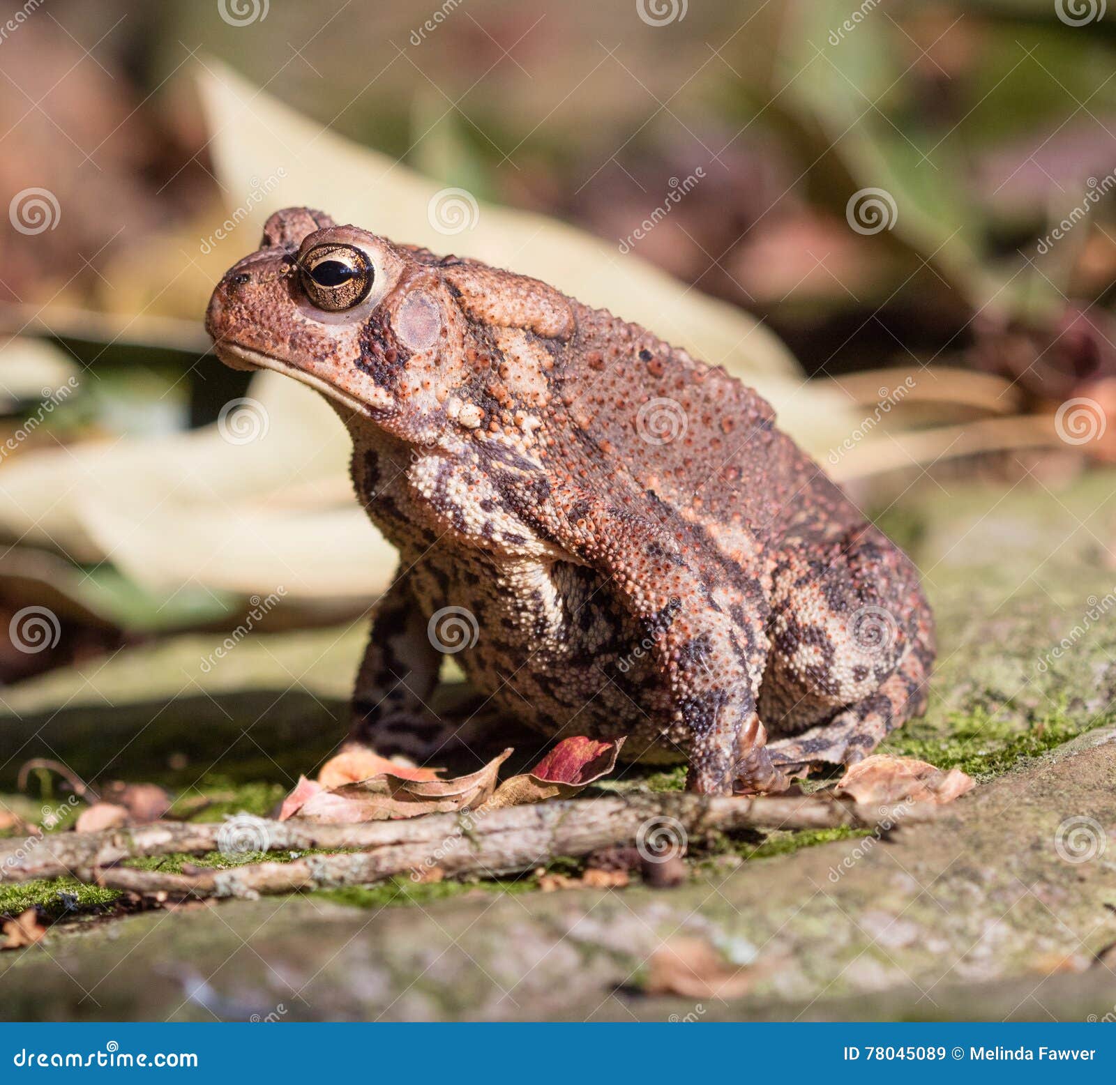American Toad stock image. Image of brown, wildlife, wild - 78045089