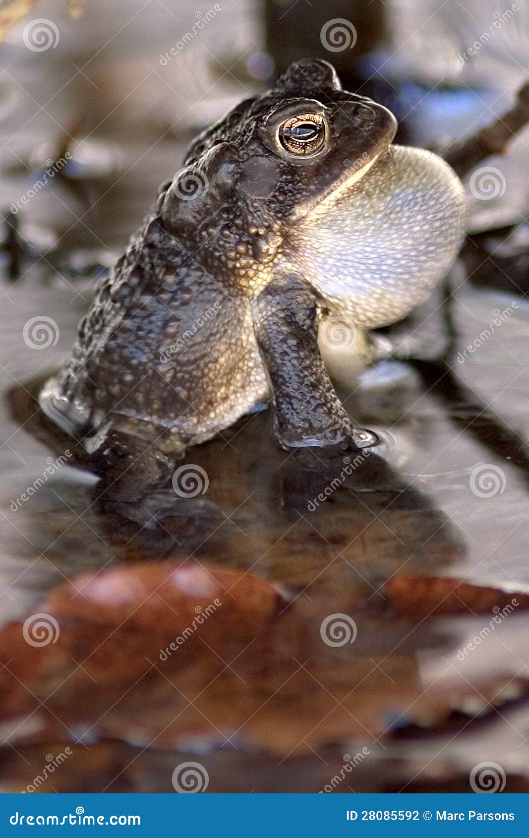 American Toad Singing stock photo. Image of animal, sitting - 28085592