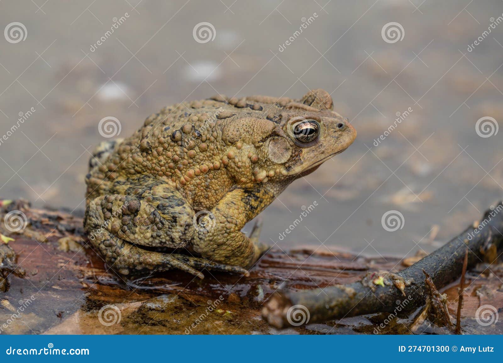 American Toad Sits on Log in Pond Stock Photo - Image of color, eastern ...