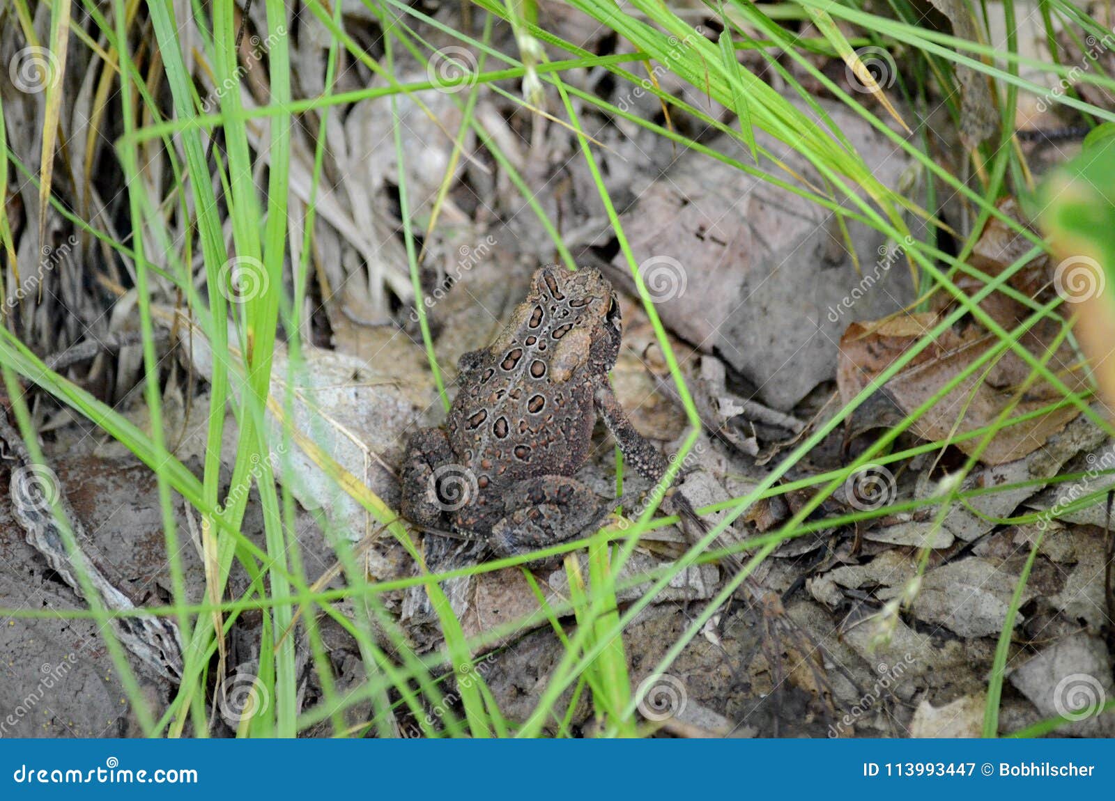 American Toad - Stock Photo Stock Image - Image of wilderness, outdoors ...