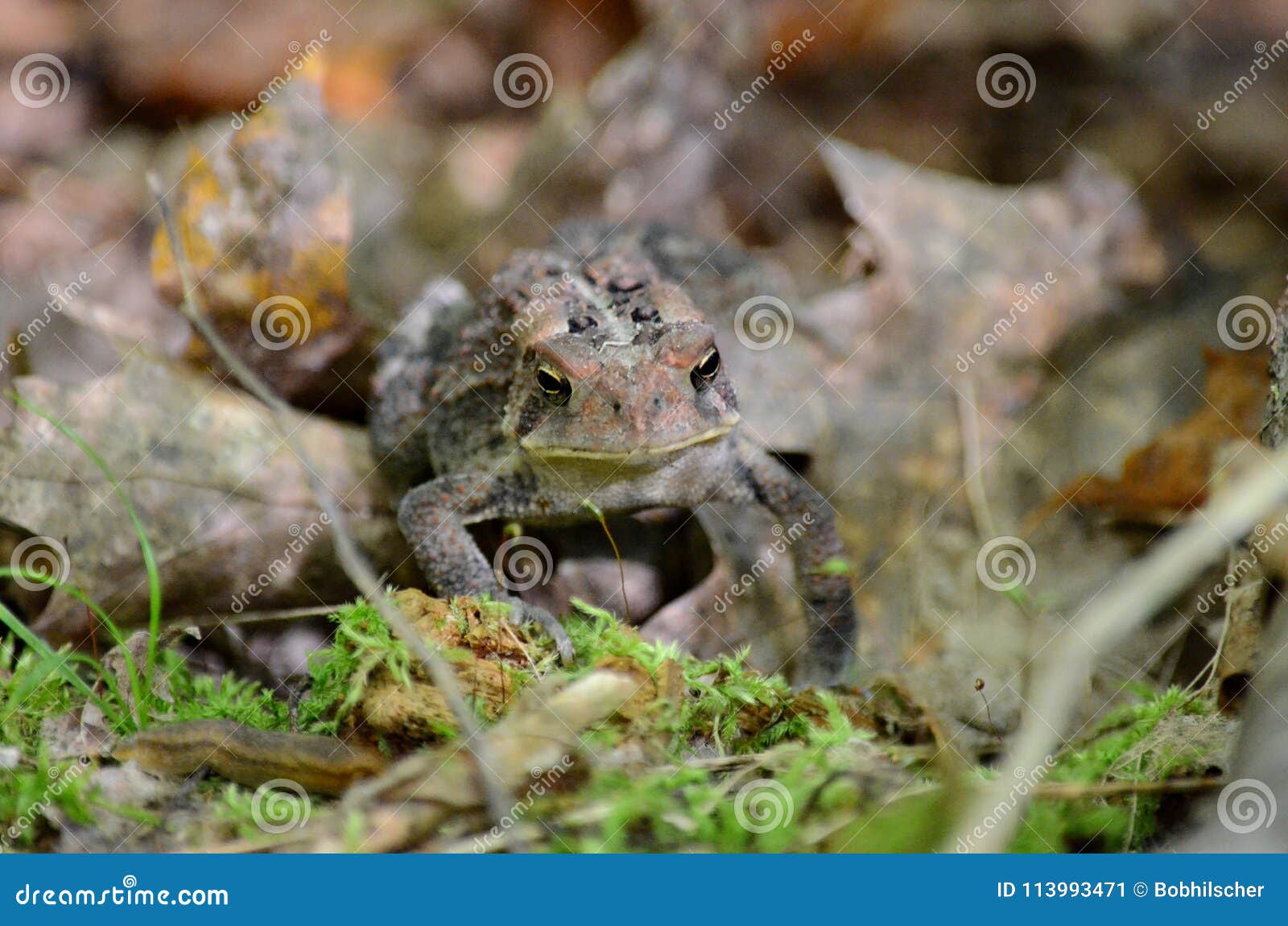 American Toad - Stock Photo Stock Image - Image of animal, american ...