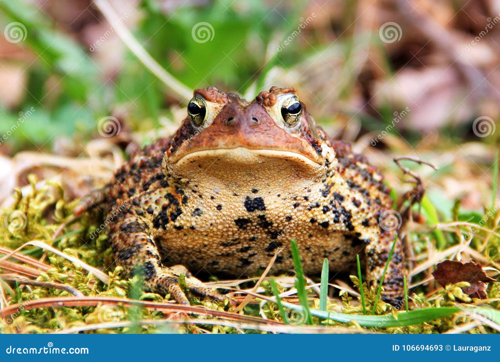 An American Toad stock image. Image of grass, horizontal - 106694693