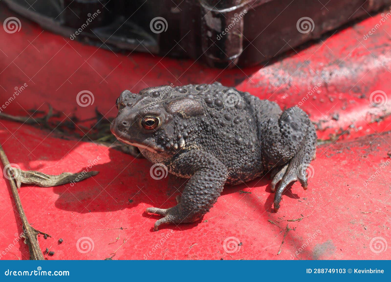 American Toad stock image. Image of breathing, body - 288749103