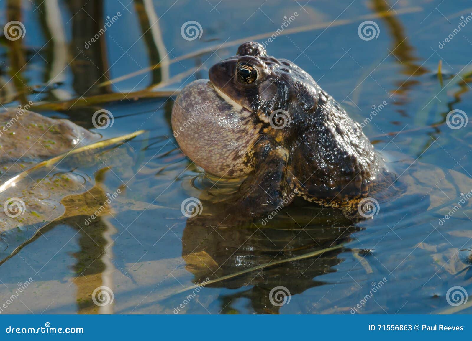 American Toad - Anaxyrus Americanus Stock Image - Image of leamington ...