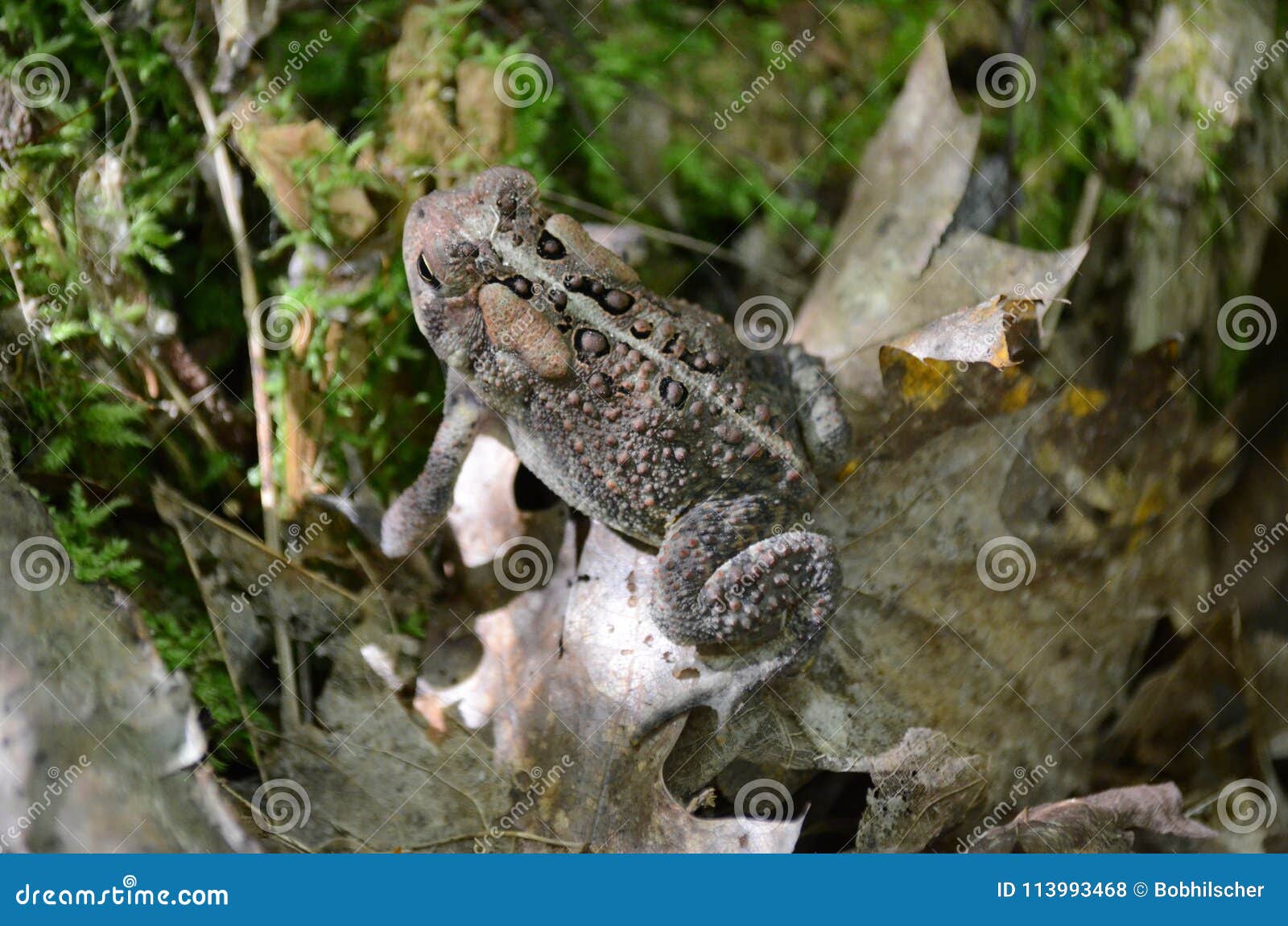 American Toad - Stock Photo Stock Photo - Image of skin, animals: 113993468