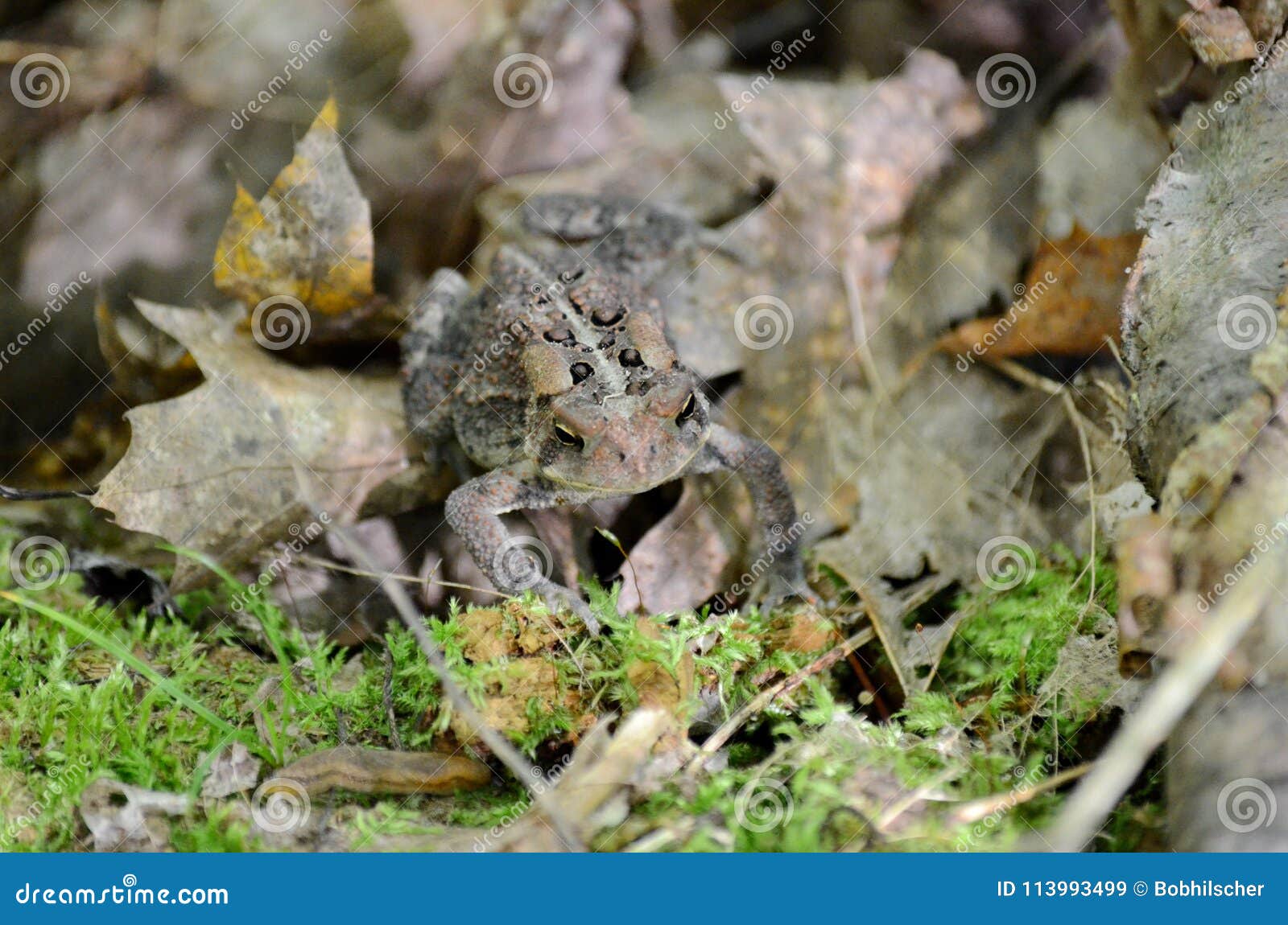 American Toad - Stock Photo Stock Image - Image of american, outdoors ...