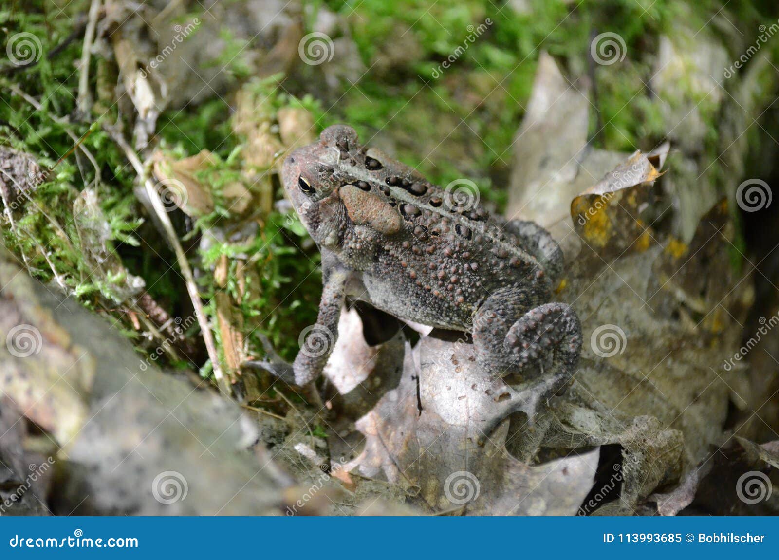 American Toad - Stock Photo Stock Image - Image of nature, amphibian ...