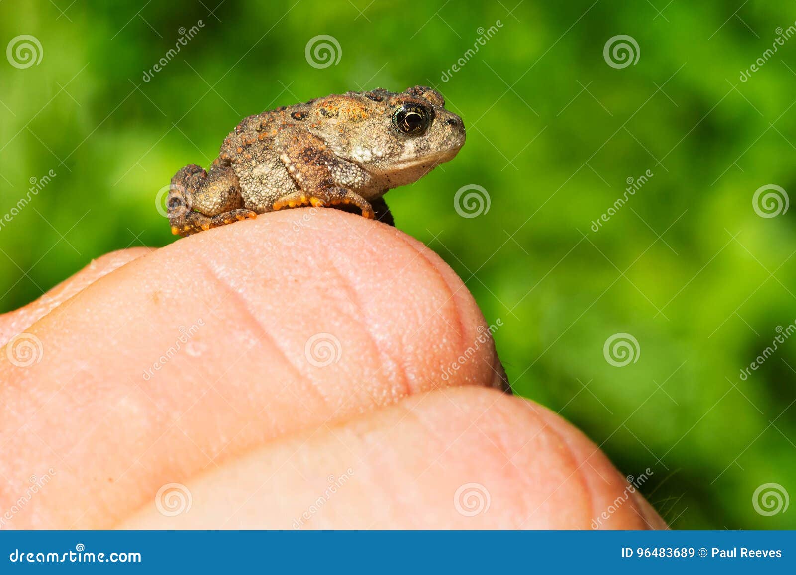 American Toad - Anaxyrus Americanus Stock Image - Image of herpetology ...