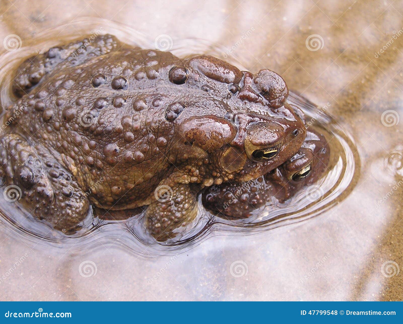 American toads in amplexus stock photo. Image of nature - 47799548