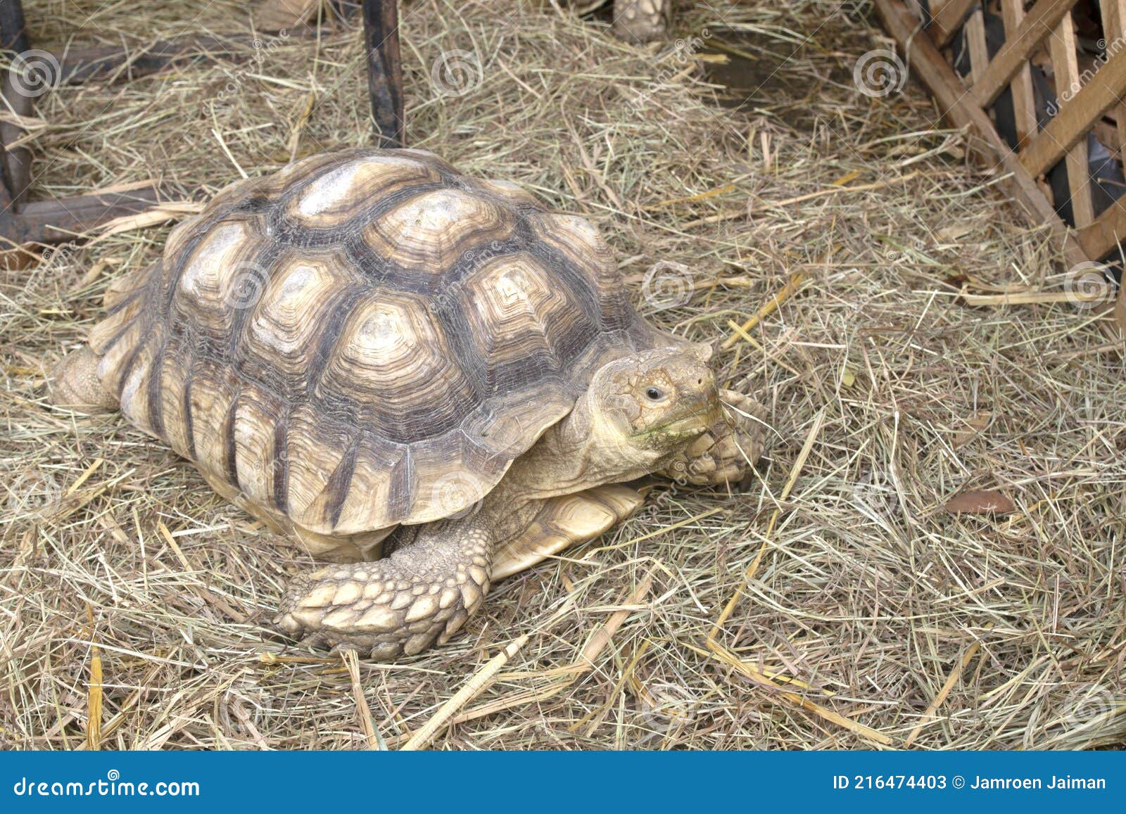 American Tortoise on a Farm in Thailand Stock Image - Image of ...