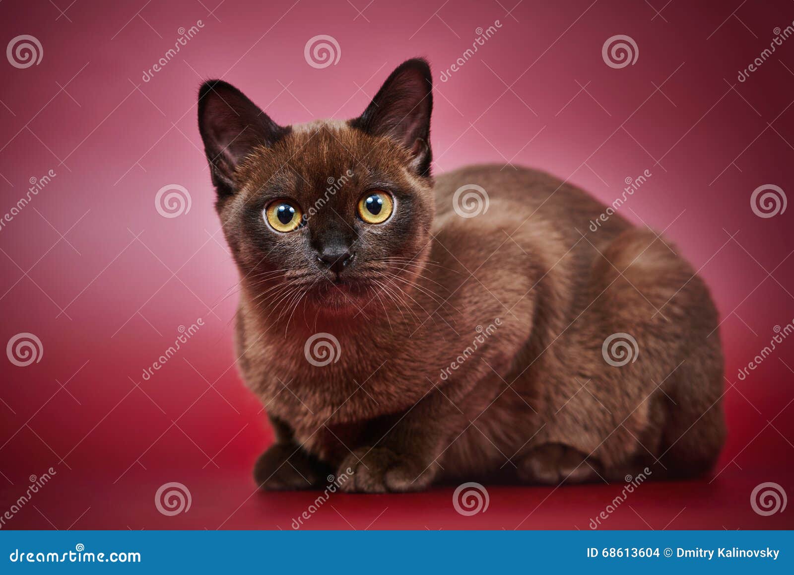 American Traditional Burmese Kitten Stock Photo - Image of furry ...
