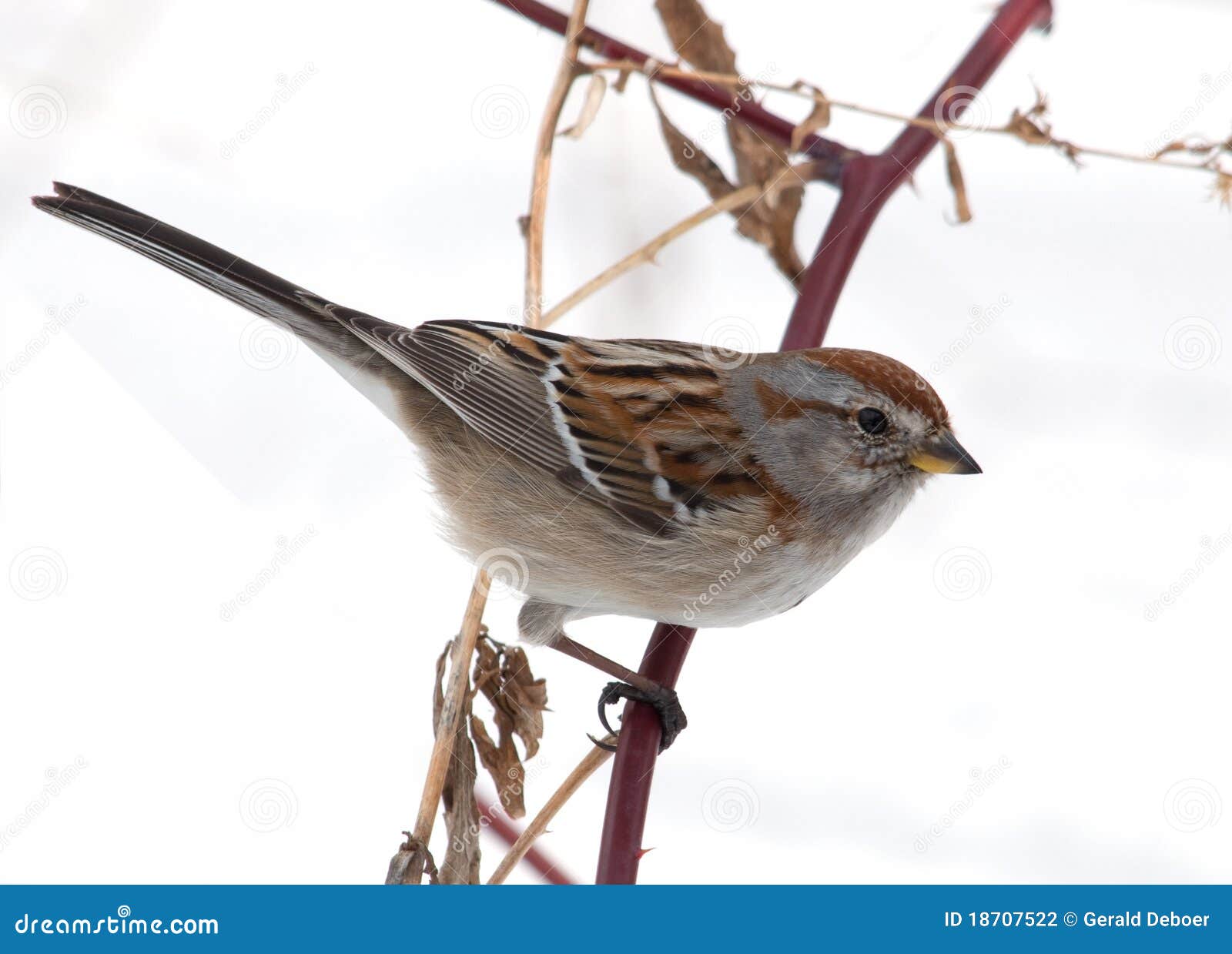 American Tree Sparrow stock photo. Image of beautiful - 18707522