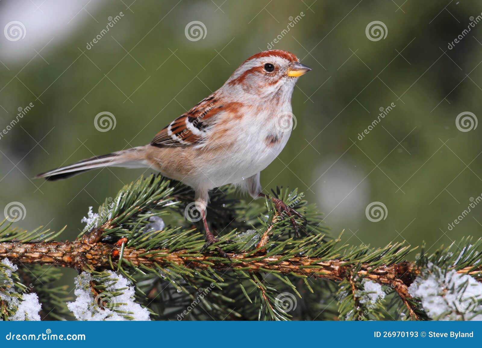 American Tree Sparrow stock image. Image of wildlife - 26970193