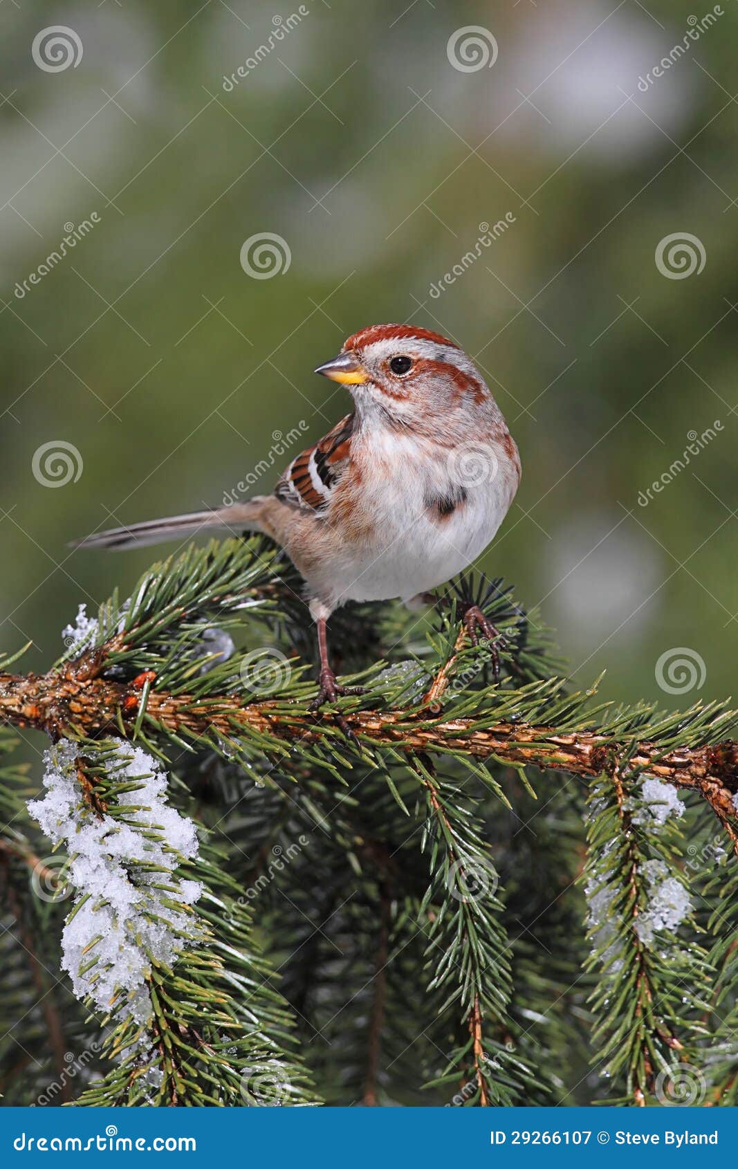 American Tree Sparrow stock image. Image of birds, tree - 29266107