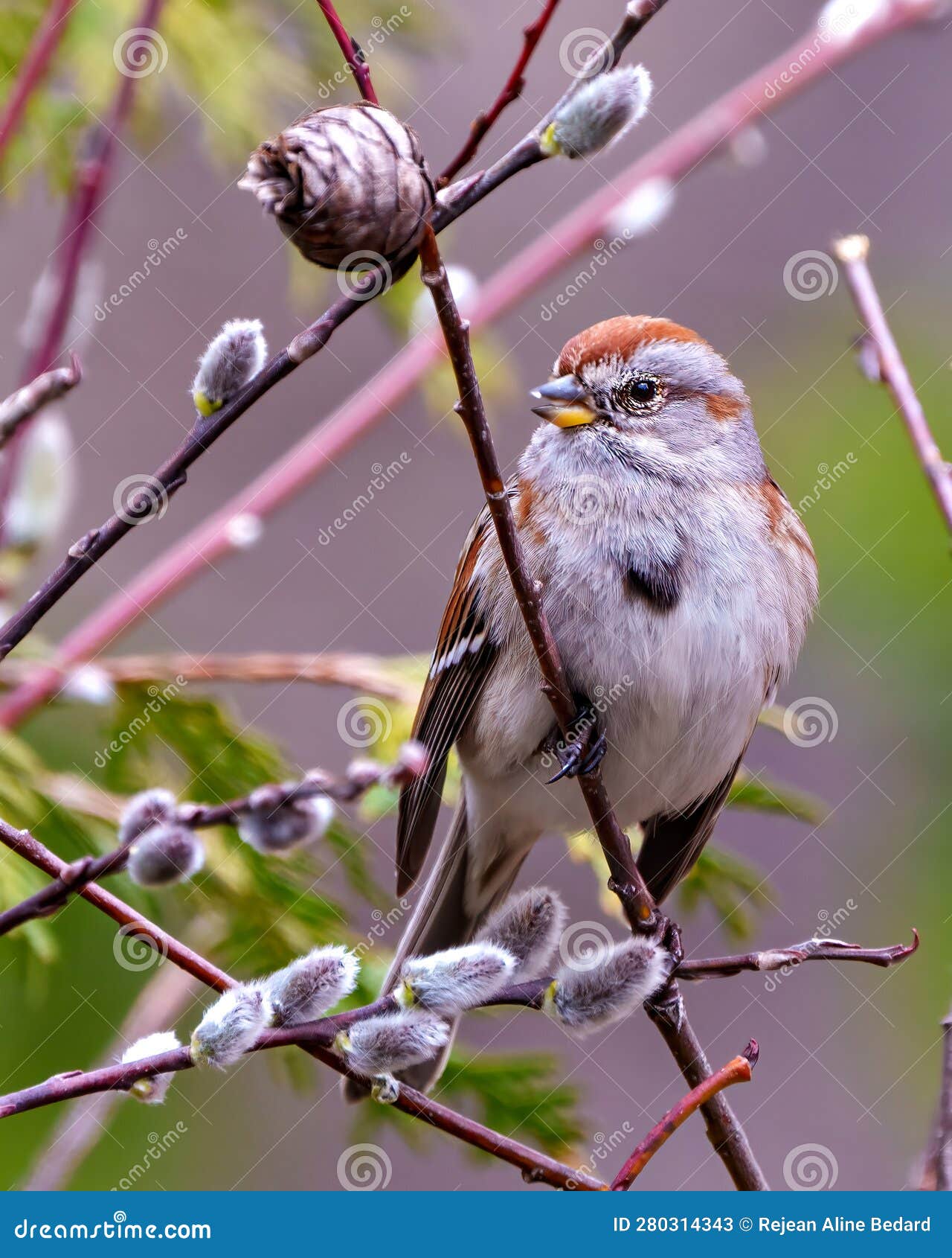 American Tree Sparrow Photo and Image. Sparrow Close-up Front View ...
