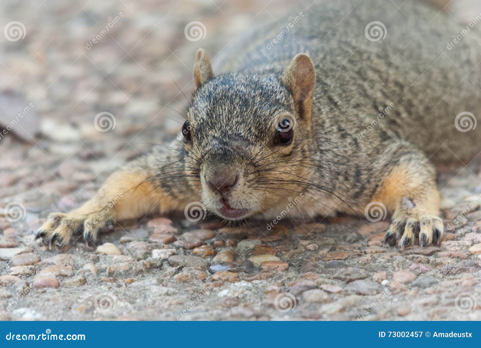 American Tree Squirrel in Its Natural Habitat Laying on the Ground ...