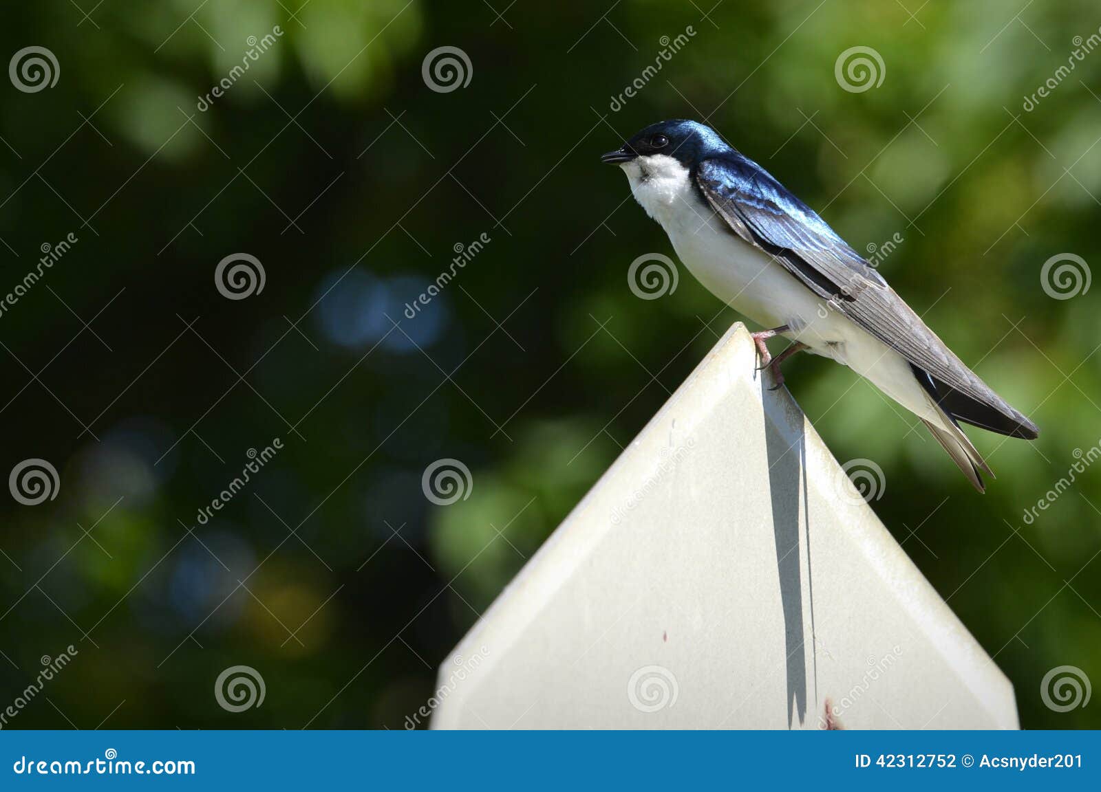 American Tree Swallow stock photo. Image of wildlife - 42312752