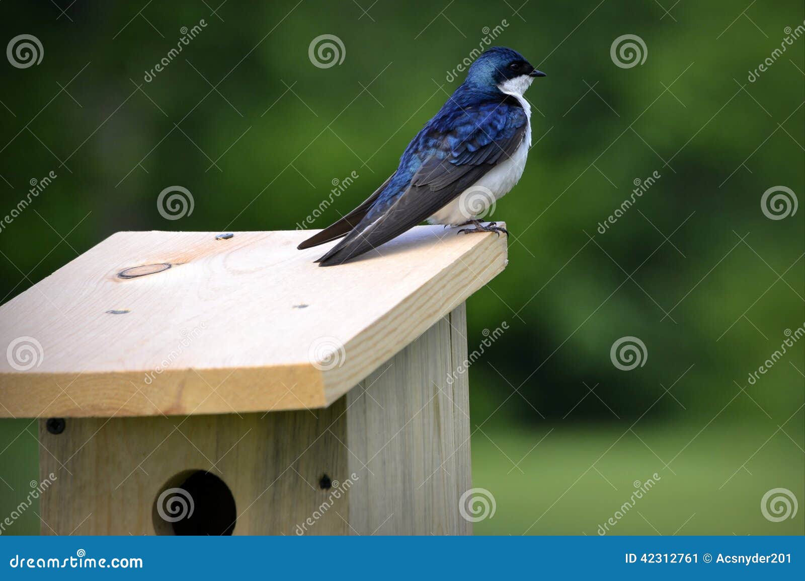 American Tree Swallow stock image. Image of swallows - 42312761