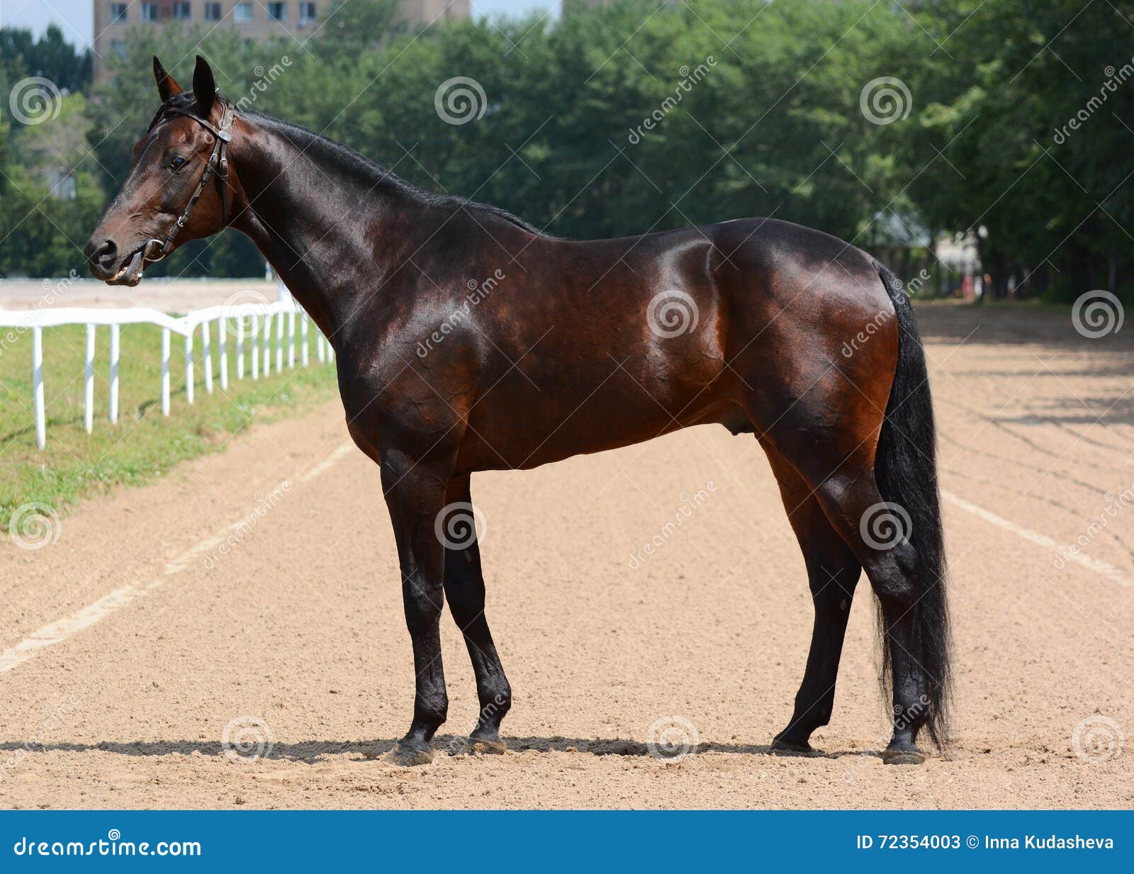 American Trotter Breed Stallion Stock Image - Image of racetrack ...