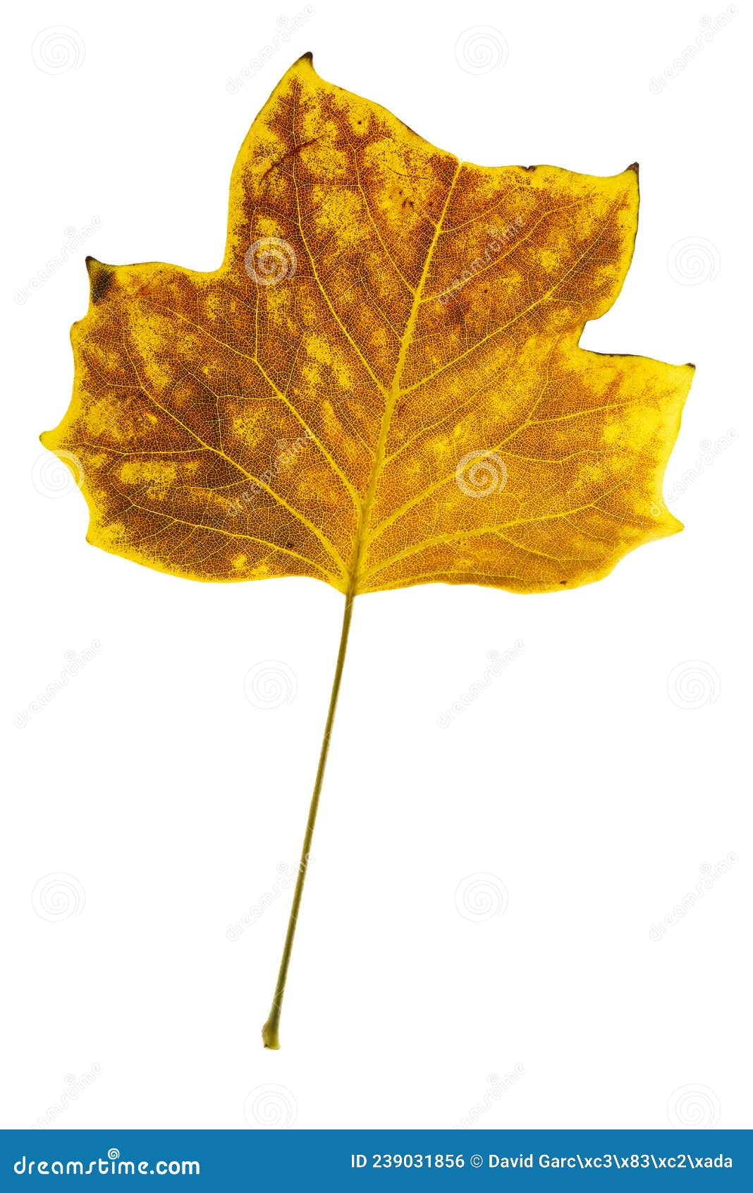 American Tulip Tree Liriodendron Tulipifera Fall Leaf Isolated on White ...