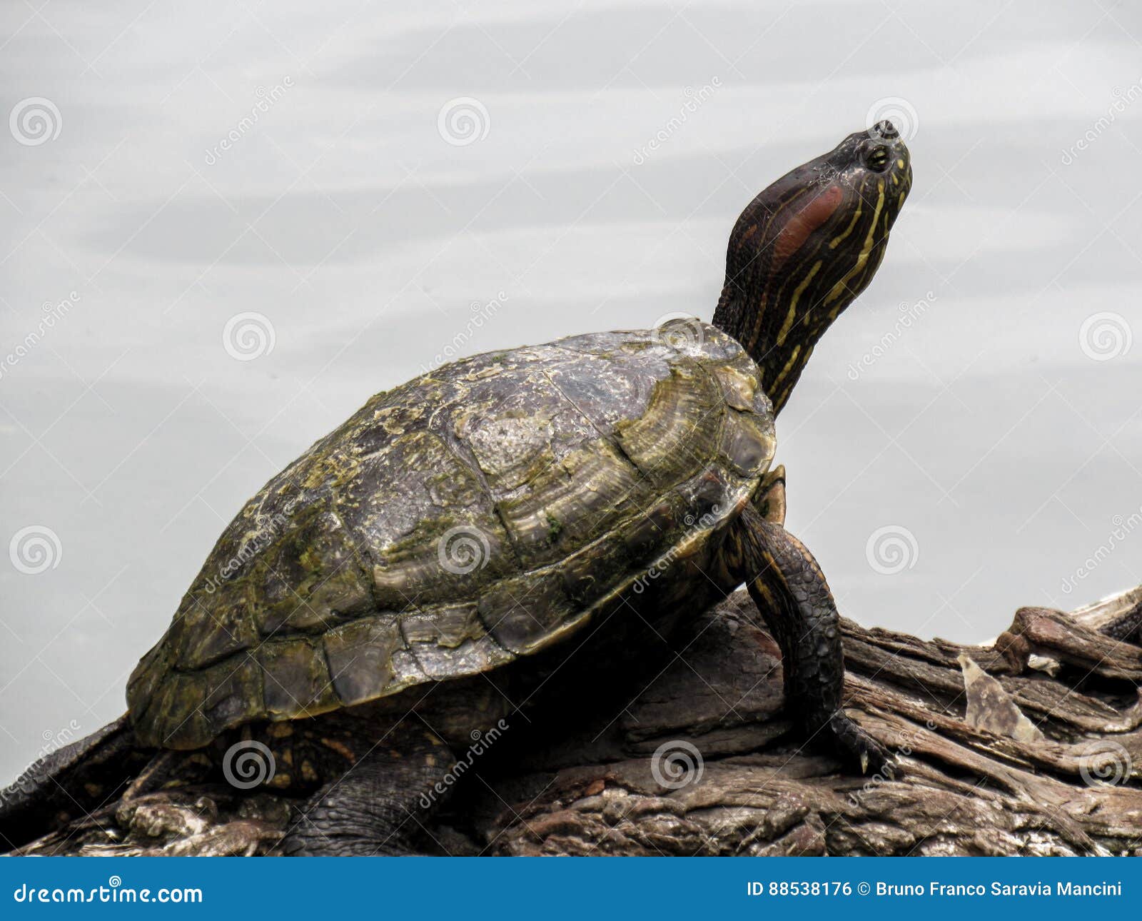 American Turtle Sunbathing Stock Photos - Free & Royalty-Free Stock ...