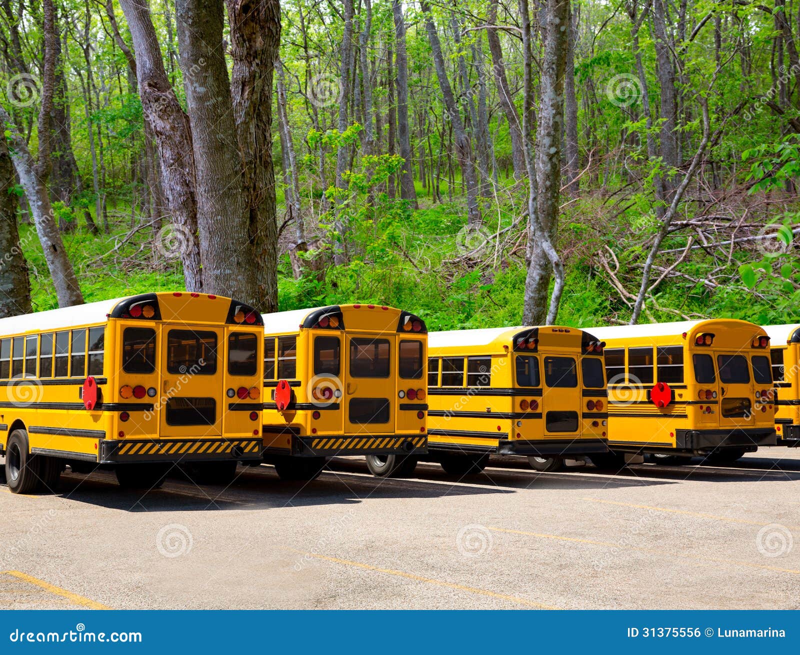 American Typical School Buses Row in a Forest Outdoor Stock Photo ...