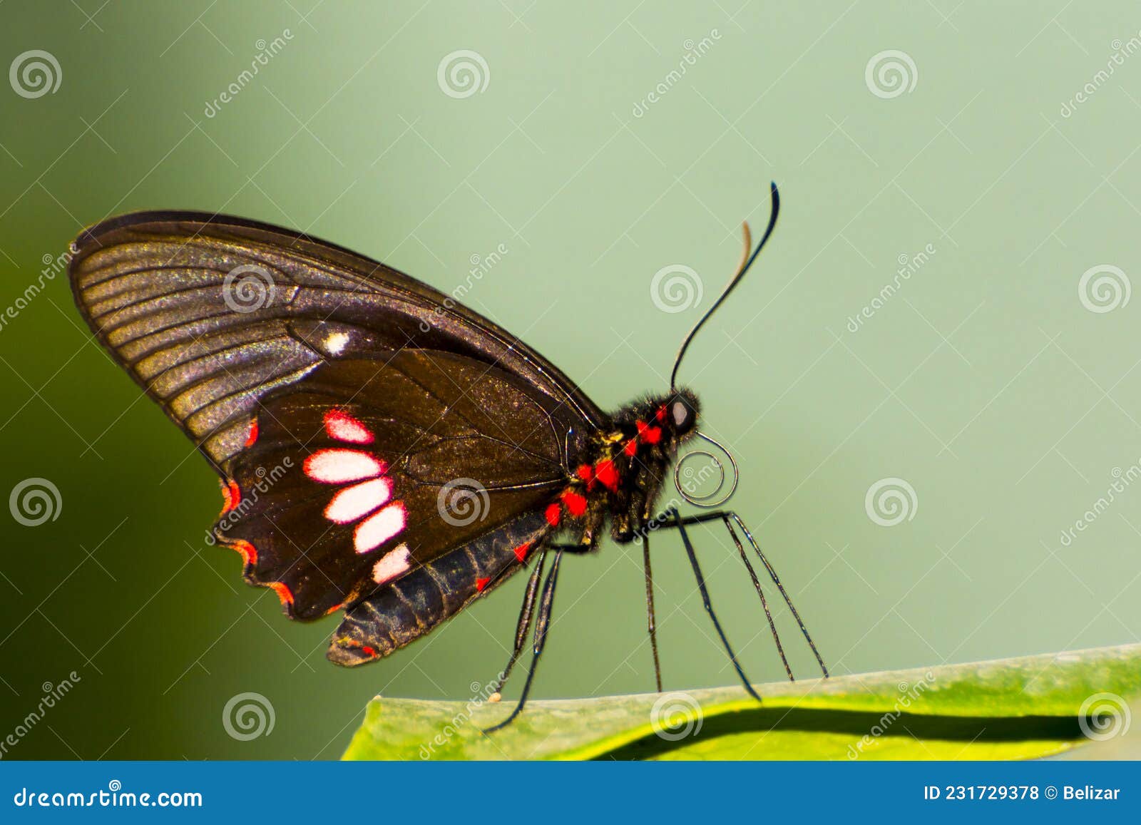 American Variable Cattleheart Butterfly on a Leaf Stock Photo - Image ...