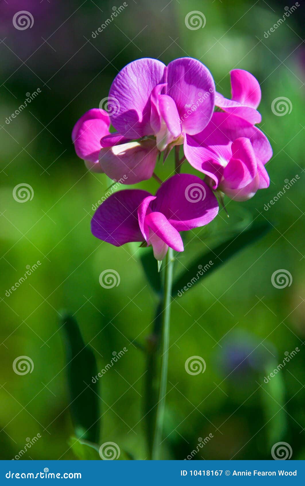 American Vetch Flower Stock Photos - Free & Royalty-Free Stock Photos ...