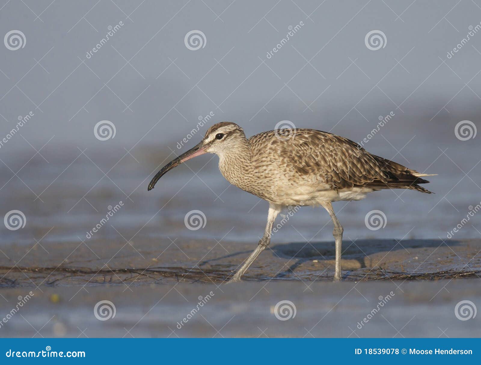 Whimbrel, Numenius Phaeopus On The Tree Trunk, Walking In The Nature ...