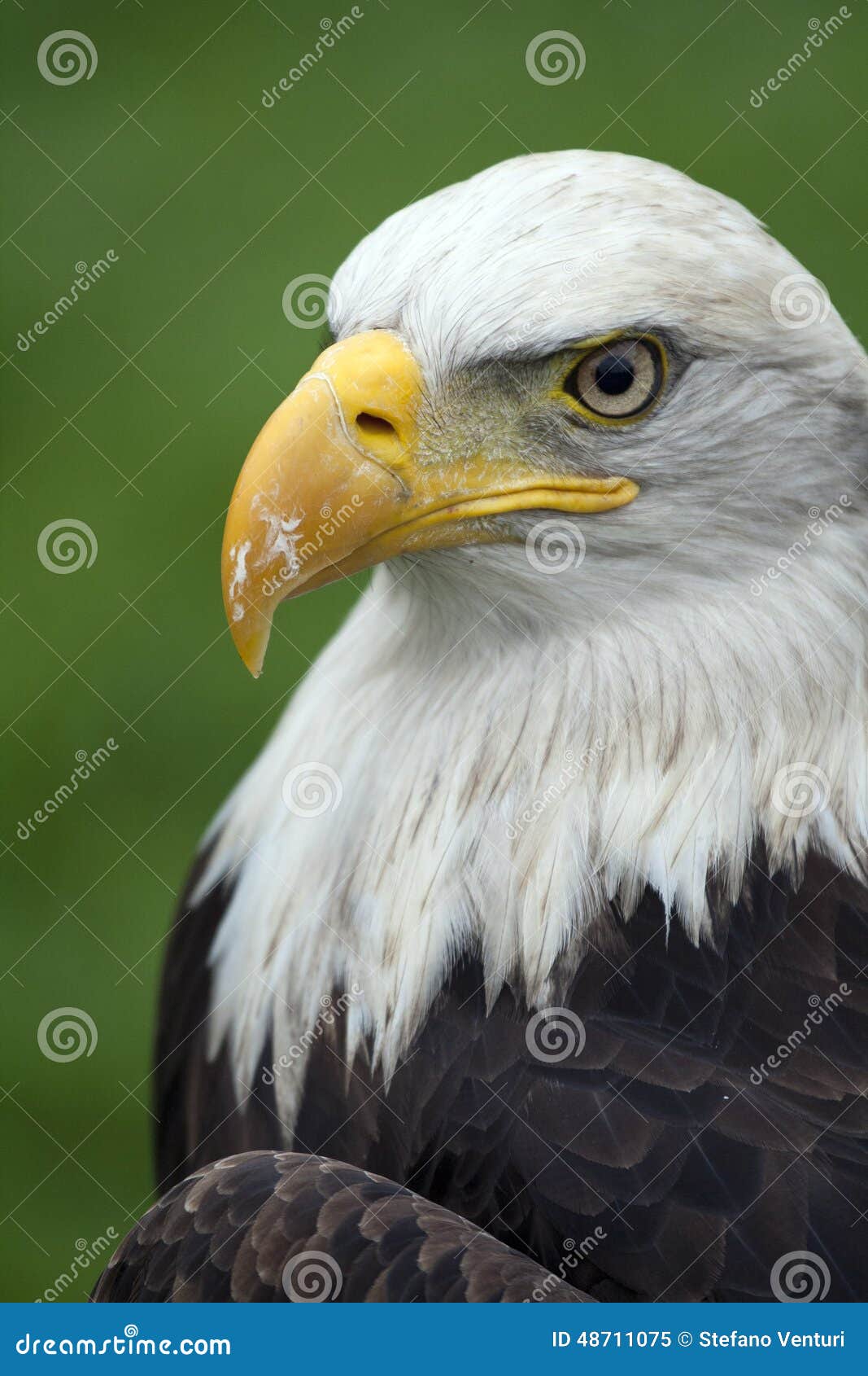 American White-headed Eagle Stock Image - Image of majestic, eaglet ...
