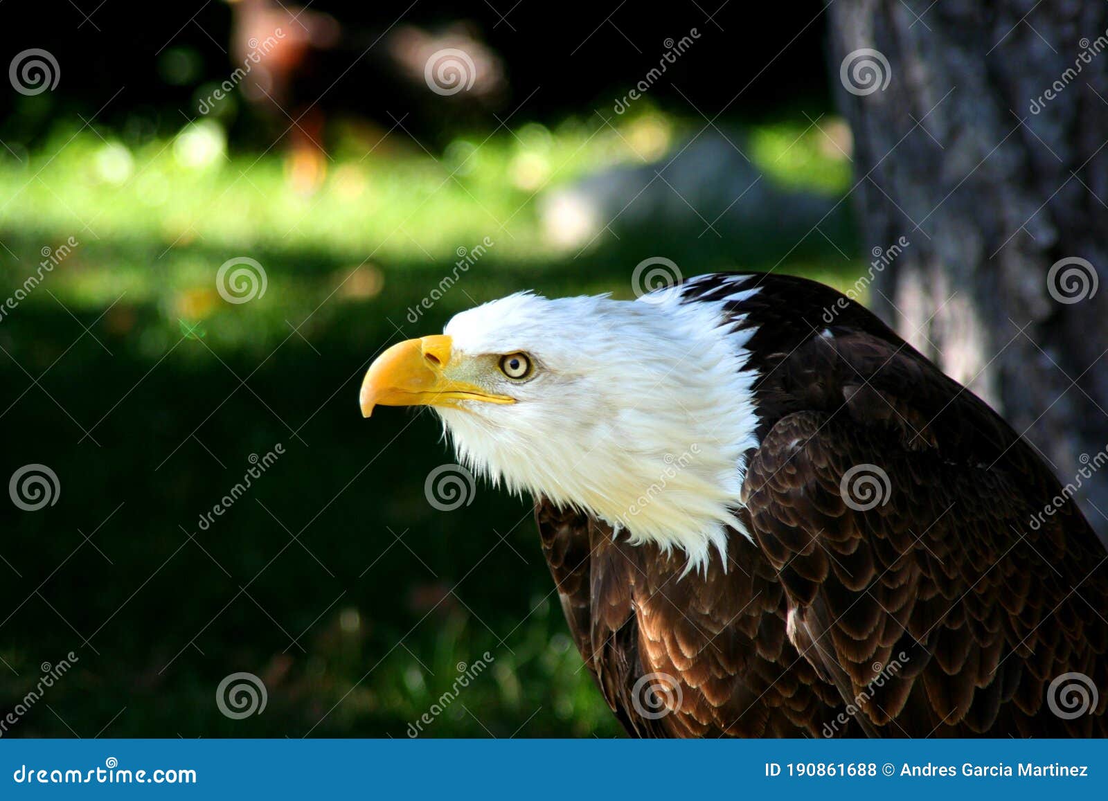 American White-headed Eagle in Watchful Pose Stock Photo - Image of ...
