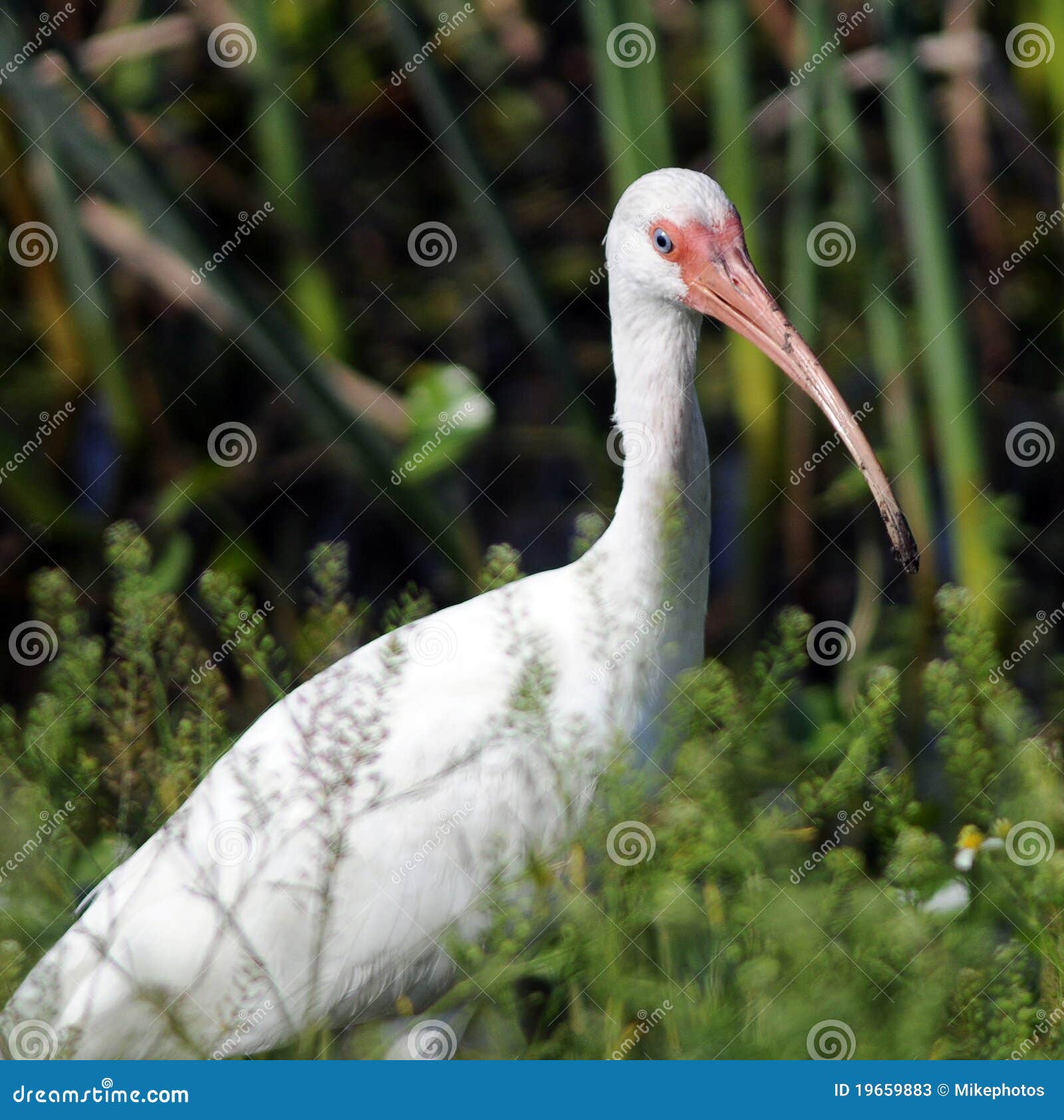 American White Ibis stock image. Image of bird, large - 19659883