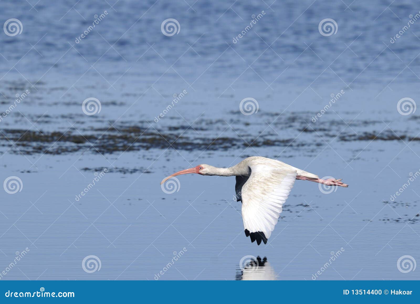 American White Ibis, Eudocimus Albus Stock Photo - Image of calm, albus ...